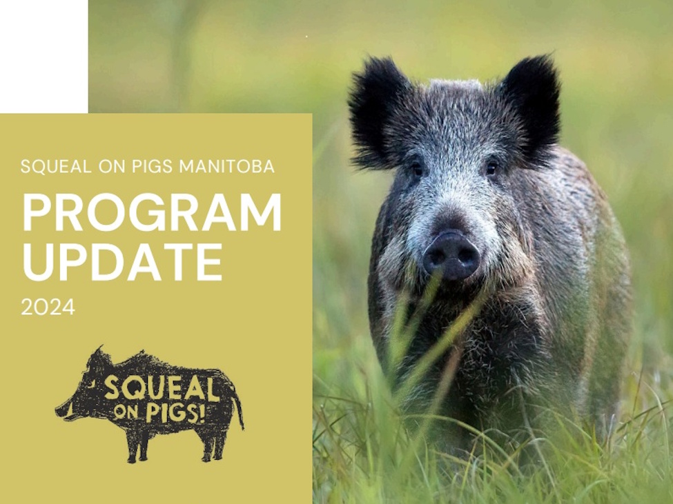 Squeal on Pigs sees great success in 2024 - public assistance is key to eradication ...
